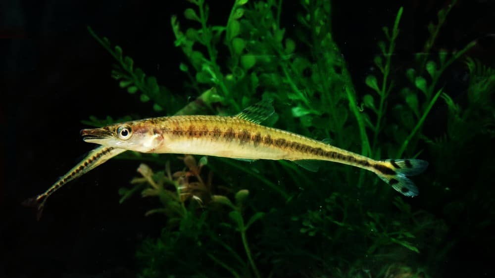 Home - African Aquarium fishes | inA Ornamental Fish